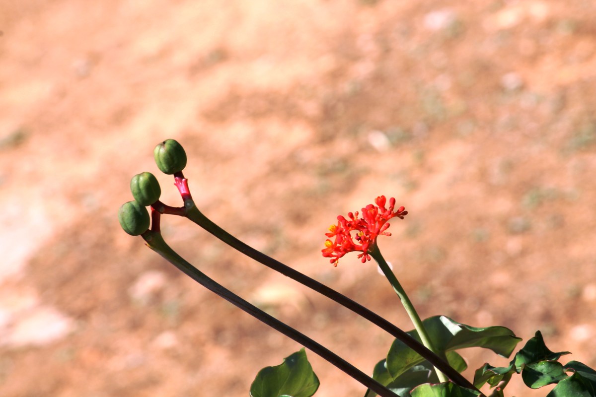 ಮದುವೆ : ಹೃದಯಗಳ ಗೆಳೆತನದ ಬೆಸುಗೆ… – ಅರಳಿಮರ